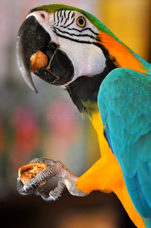 Parrot eats nut stock image. Image of eating, organic - 14068243