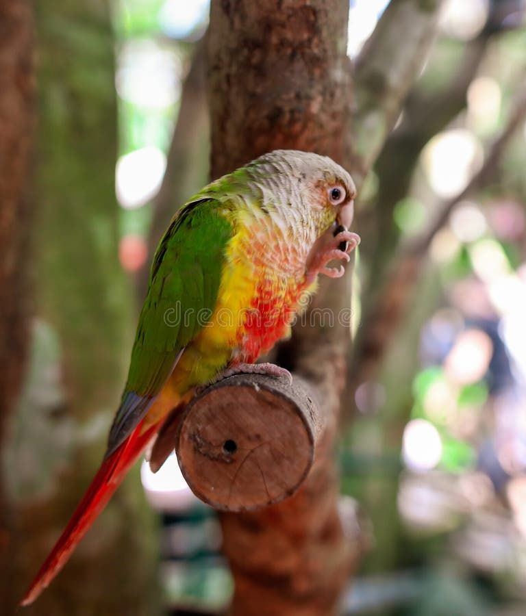 A Parrot Eats a Seed in the Park Stock Image - Image of beak, plant ...