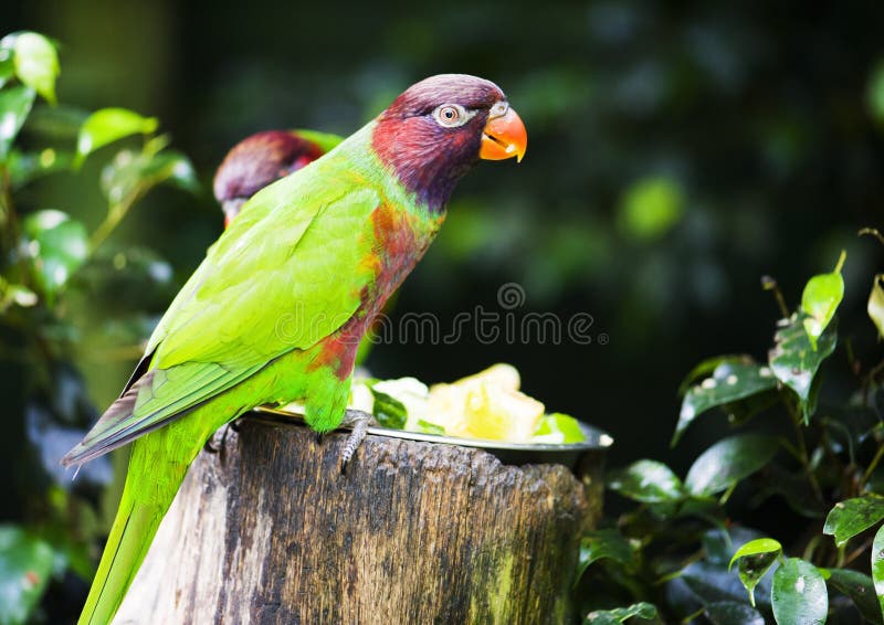 Parrot in the Environment. Beautiful Bright Green Color of the Bird ...