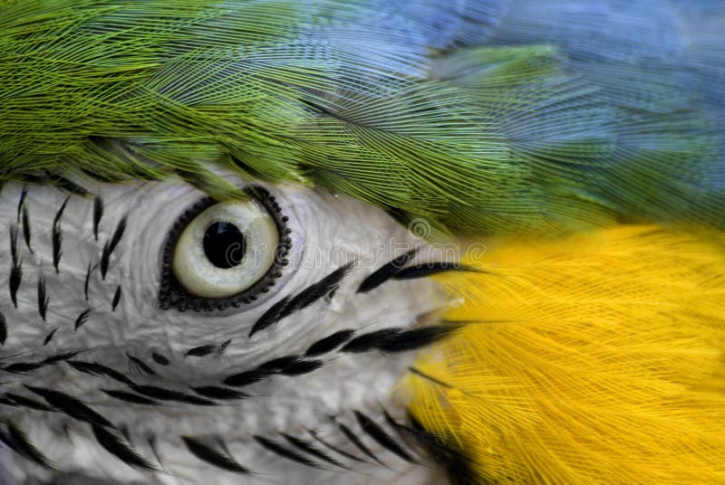 Parrot eye stock image. Image of jungle, look, yellow - 5473201