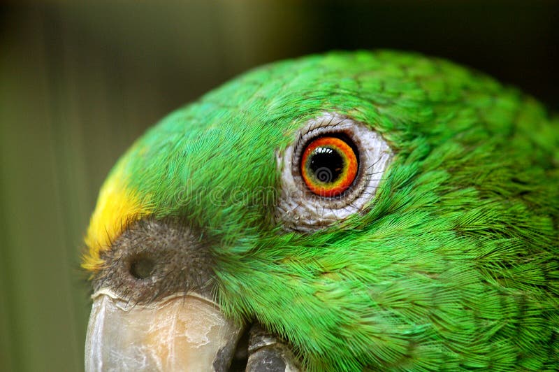 Parrot Eye In The Park Royalty Free Stock Images - Image: 2684699
