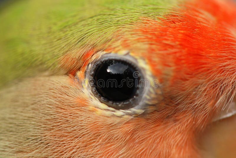 Parrot eye pet stock photo. Image of creature, pets, nature - 2504856