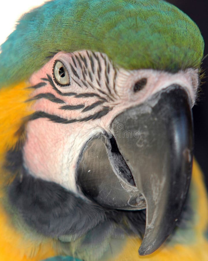 Parrot face stock image. Image of nature, yellow, exotic - 2140161