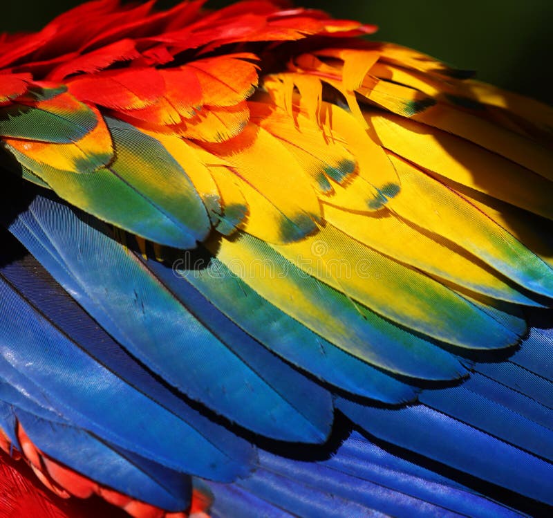 Colorful parrots stock image. Image of feather, preen - 4128997