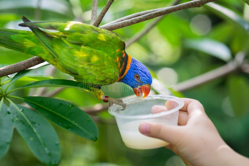 Parrot is Feeding in Singapore Zoo with Human Hand Stock Image - Image ...
