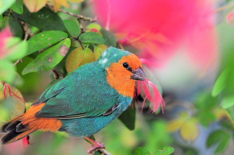 Sea Green Parrot Finch Stock Image Image Of Bird Aviary 35577581