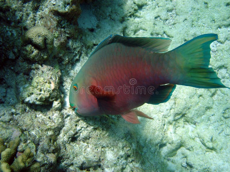 Red parrot fish. stock photo. Image of parrot, tropical - 6360782