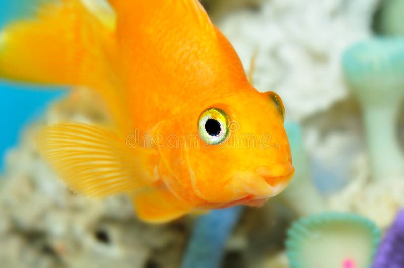 Red parrot fish. stock photo. Image of parrot, tropical - 6360782