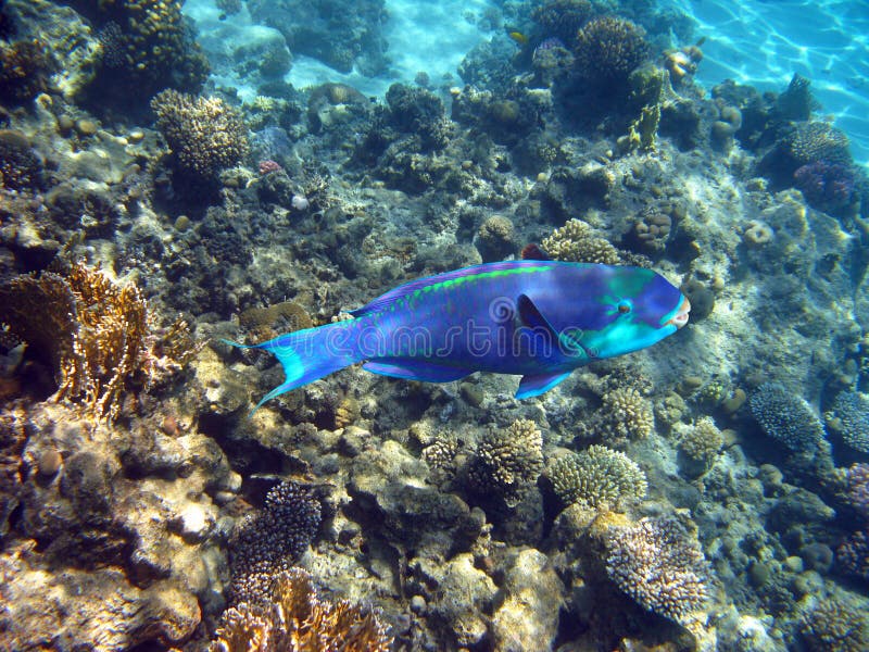 Parrot fish stock photo. Image of ocean, bottom, tropic - 5922660