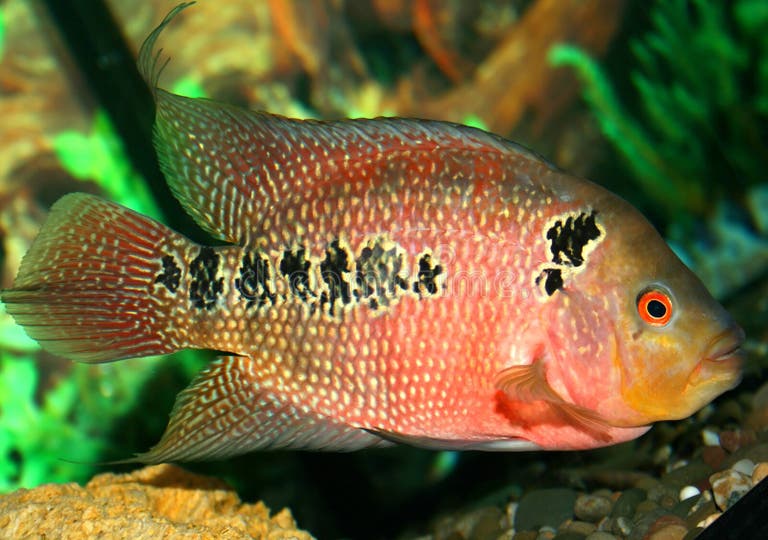 Parrot Fish at the Aquarium Stock Photo - Image of abdominal, scale ...