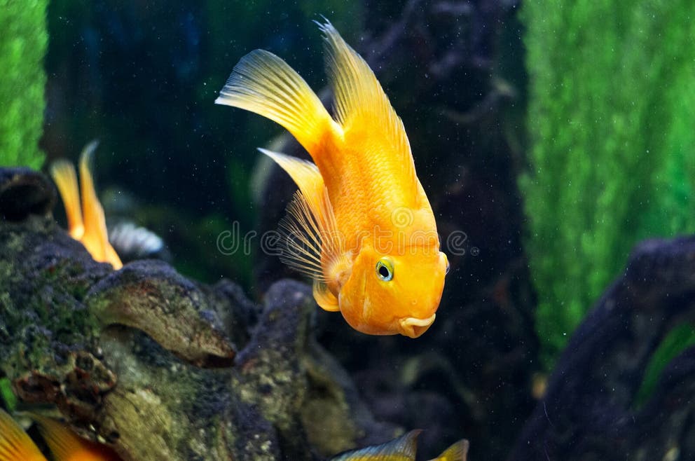 Parrot fish in aquarium stock image. Image of scales - 75641719