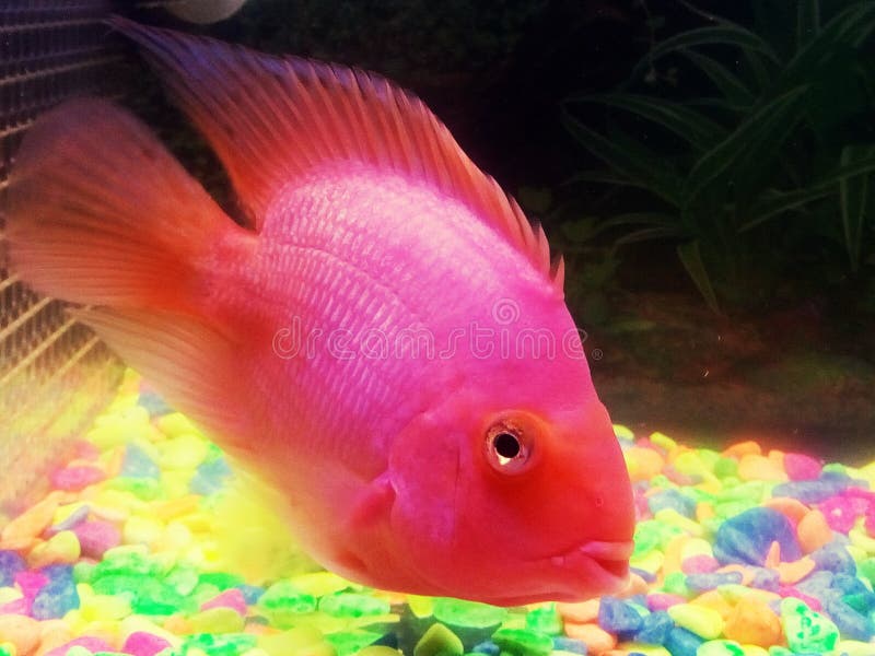 A pink parrot fish stock photo. Image of paradise, lagoon - 35129200