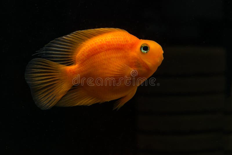 Parrot Fish Floats in the Water Stock Photo - Image of blood, pattern ...