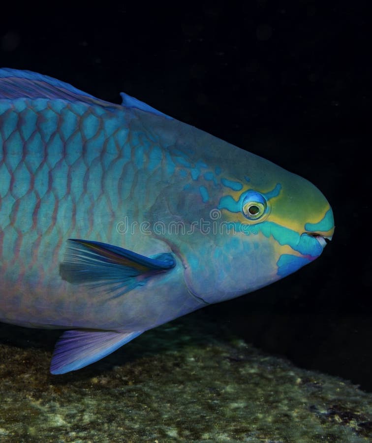 Parrot Fish stock photo. Image of tropical, fish, caribbean - 85730886