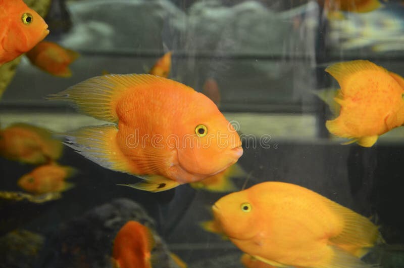 Parrot fish stock photo. Image of close, copadichromis - 43139614