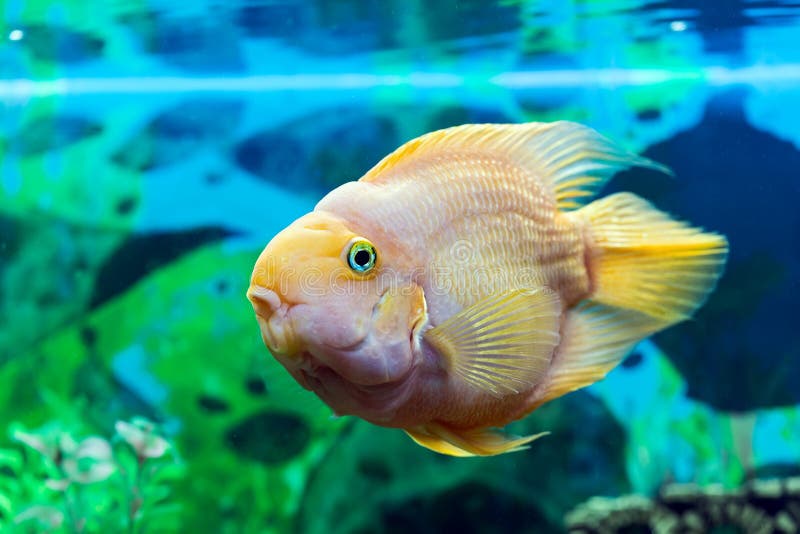 Parrot Fish among Air Bubbles, Close Up Stock Image - Image of rocks ...