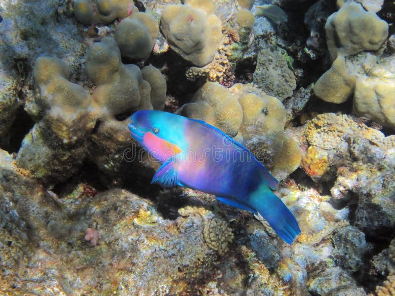 Red Parrot Fish in Aquarium Stock Image - Image of fins, bright: 2298215