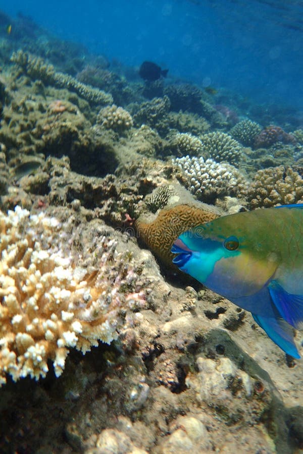 Parrot Fish from Coral Reef Stock Photo - Image of nature, animal ...