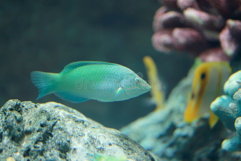 Parrot Fish or Dusky Parrotfish. Stock Photo - Image of niger, life ...
