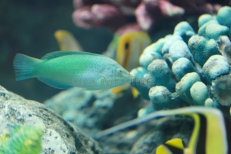 Parrot Fish or Dusky Parrotfish. Stock Image - Image of life, deep ...