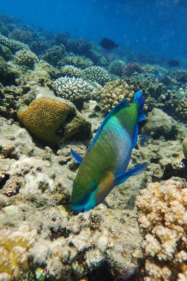 Parrot fish from the egypt stock image. Image of underwater - 221205163