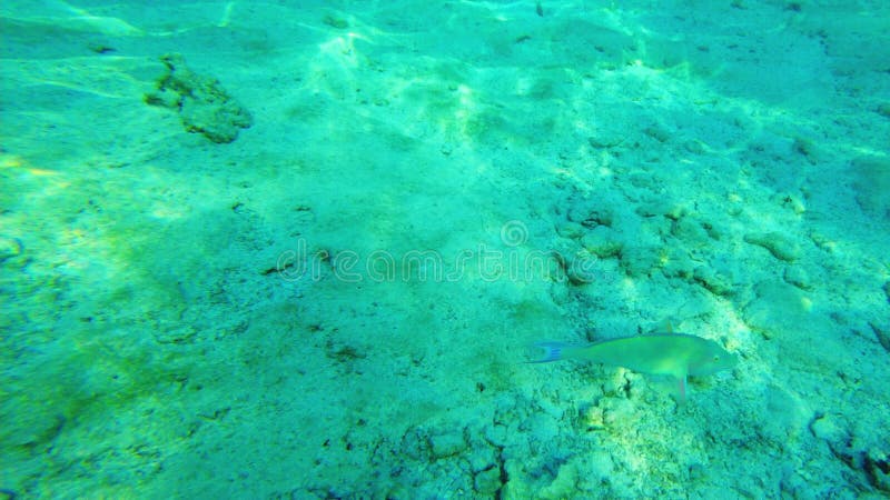 Parrot Fish Feeding on a Channel in Shallow Water Stock Footage - Video ...
