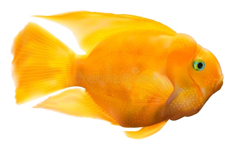 Parrot fish illustration stock image. Image of tropical - 75890299