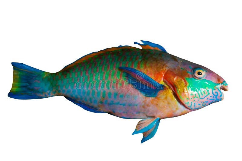 Parrot Fish Isolated on White Background Stock Photo - Image of animal ...