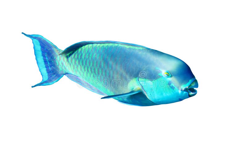 367 Parrotfish Isolated Stock Photos - Free & Royalty-Free Stock Photos ...