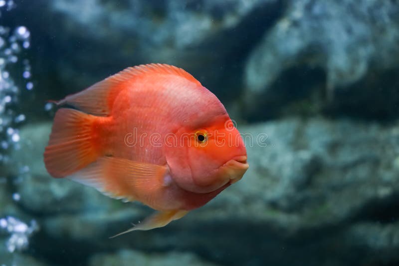 The Parrot Fish is Live in Tank Water Stock Photo - Image of freshwater ...