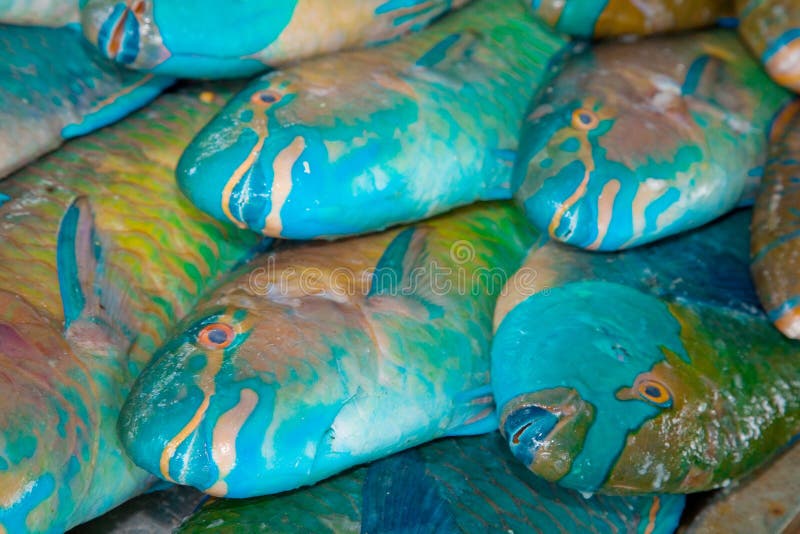 Parrot fish stock photo. Image of beuty, ingredients - 46715494