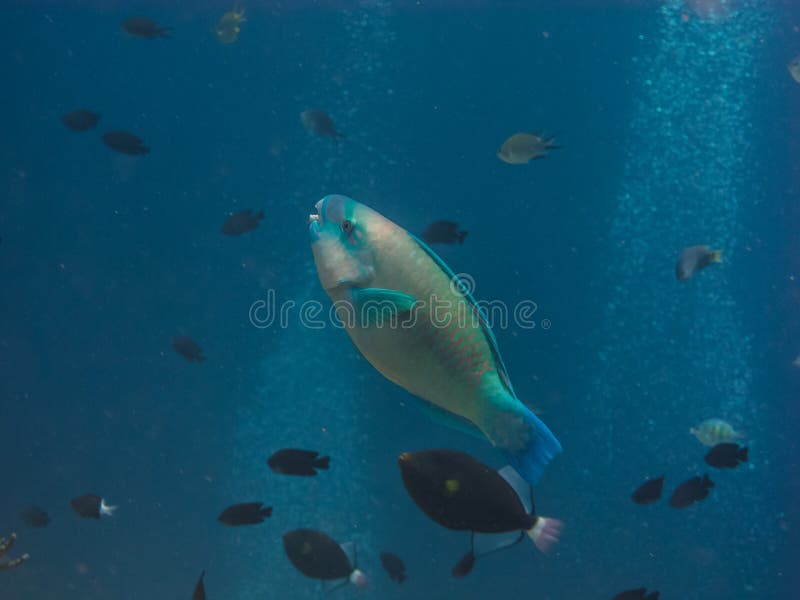 Parrot Fish and Many Fishes Stock Image - Image of fish, ocean: 88653713