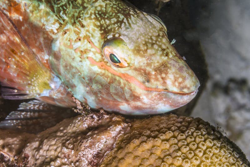 Parrot fish at night stock photo. Image of scaridae - 101103300