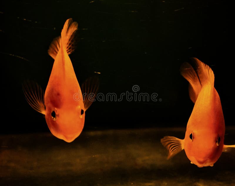 Parrot fish... stock image. Image of fish, couple, pair - 119619235