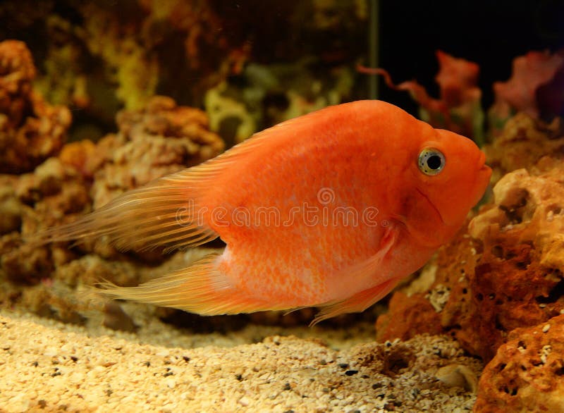 Parrot fish stock photo. Image of tropical, color, freshwater - 67411590