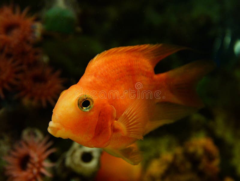 Parrot fish stock photo. Image of fins, life, colour - 67411796