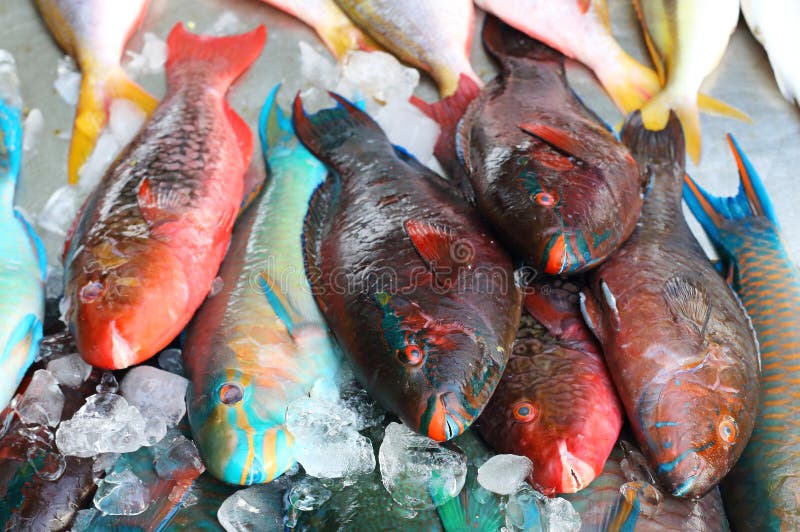 Parrot fish at phuket stock photo. Image of healthy, gourmet - 30568936