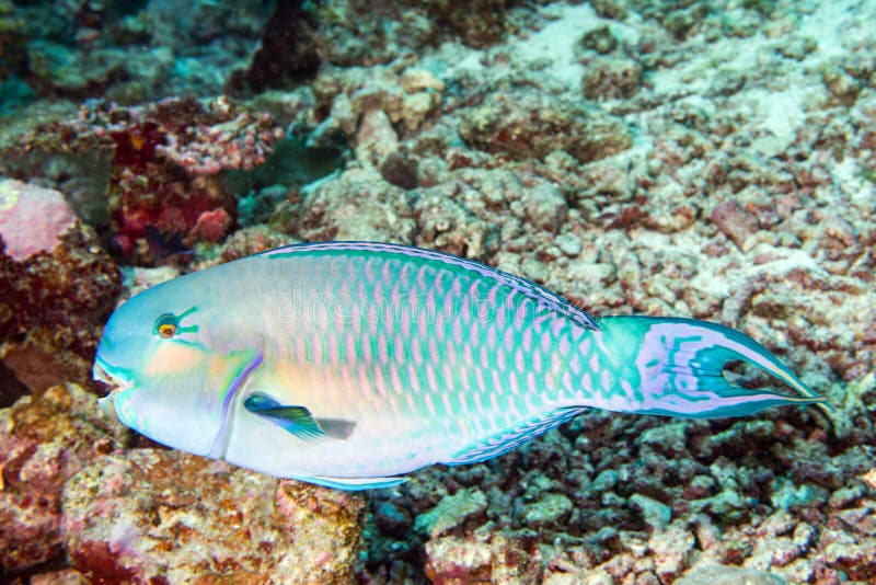 Parrot Fish Portrait while Diving in Indiam Ocean of Maldives Stock ...