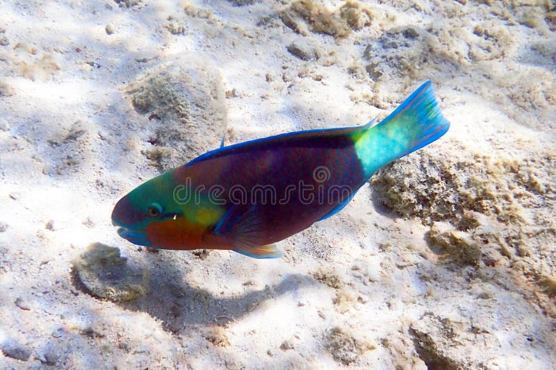 Parrot fish in the Red Sea stock image. Image of scuba - 353663277