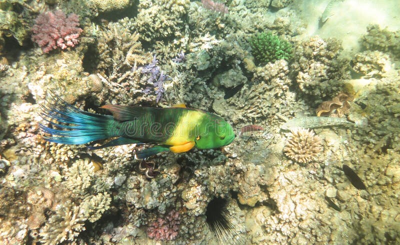 Parrot Fish. Red Sea. Egypt Stock Image - Image of relax, cruise: 72563201