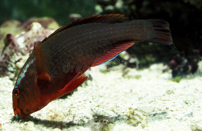 Parrot Fish, scarus sp stock image. Image of view, color - 196301983
