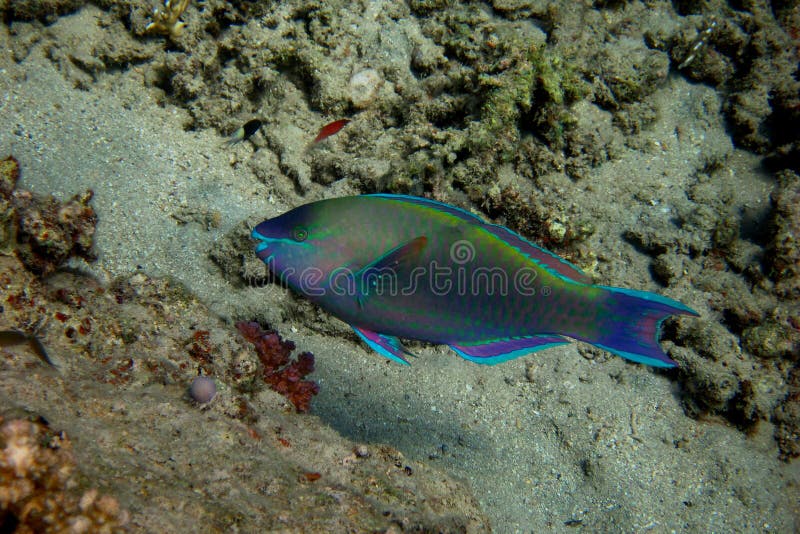 Parrot fish swims stock photo. Image of ocean, tropical - 36205472