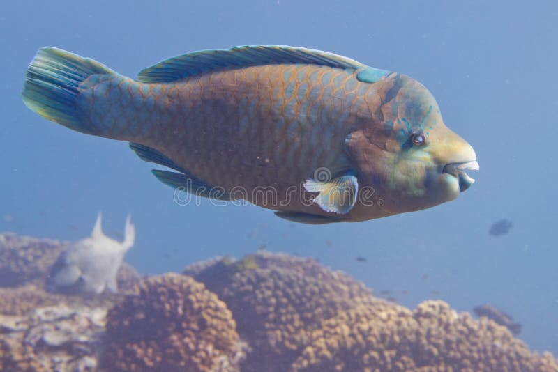 Parrot fish underwater stock image. Image of beach, holiday - 35663993