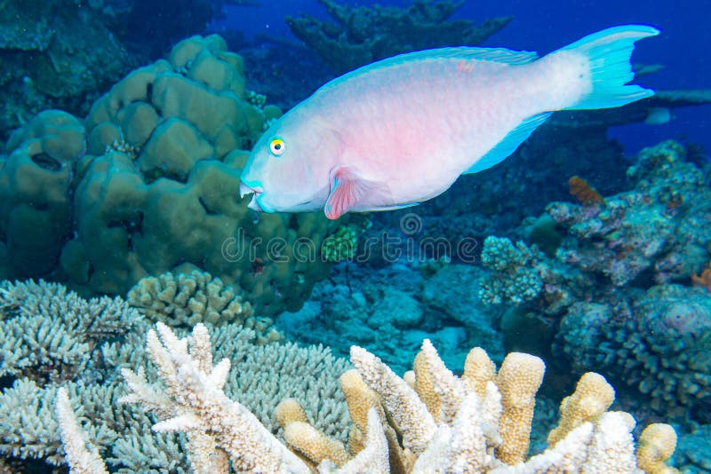 Parrot Fish Underwater on the Reef Stock Photo - Image of ocean, puffer ...