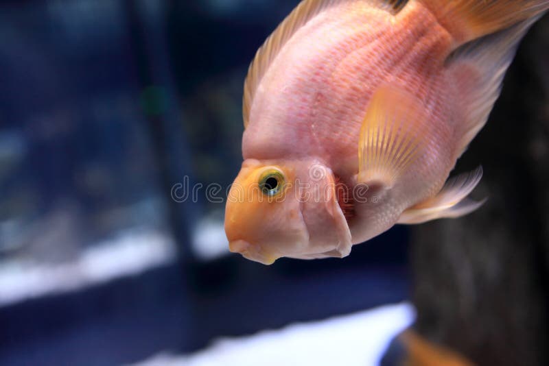 Parrot fish stock photo. Image of beautiful, hobbies - 46375318