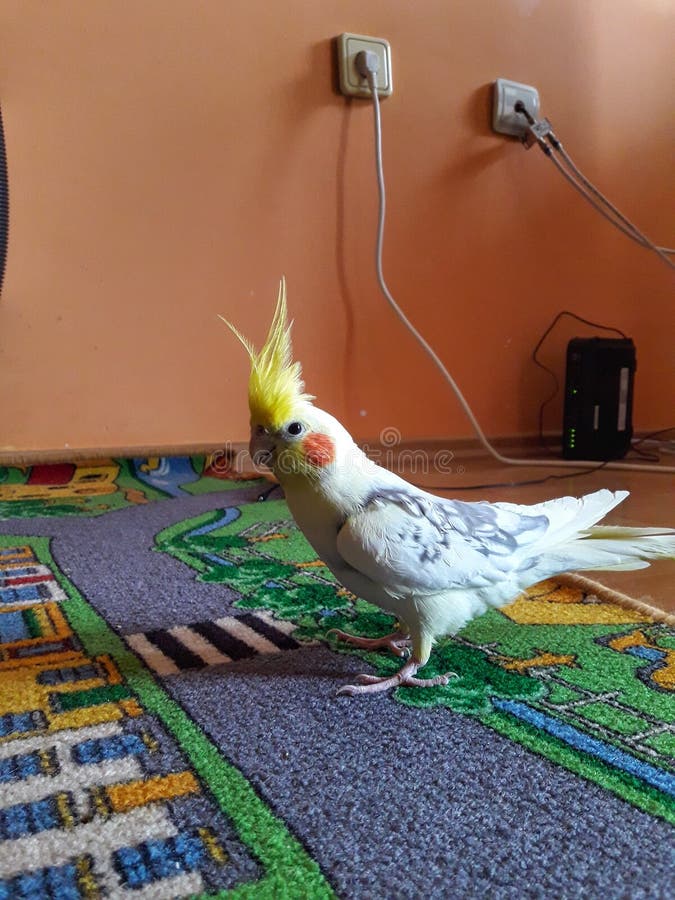 Parrot stock photo. Image of love, nimfa, beautiful, floor - 92474154