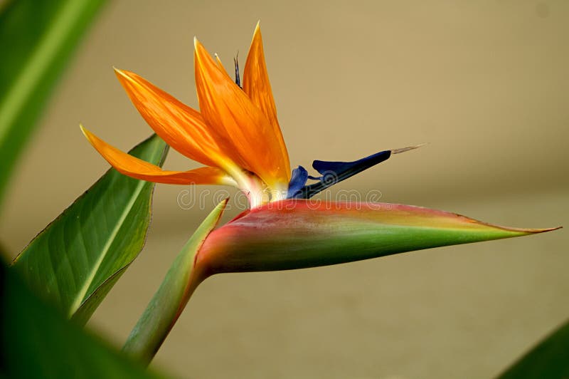 Parrot flower stock photo. Image of green, bloom, celebration - 10100174