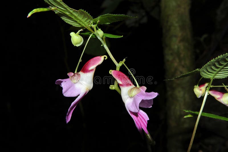 Parrot Flower stock image. Image of floral, garden, colorful - 44462731