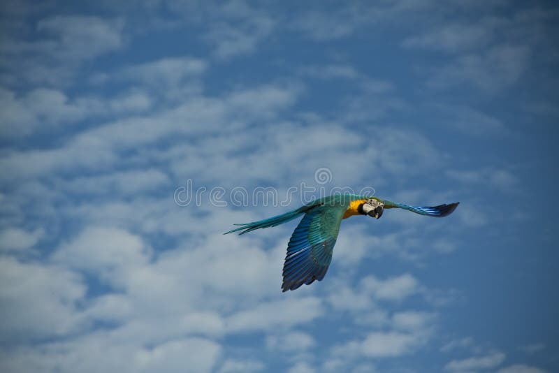 Parrot flying stock image. Image of abstract, airborne - 4086713
