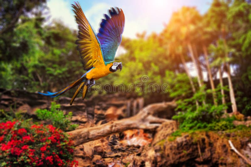 Parrot flying stock photo. Image of paradise, beak, beautiful - 33821324